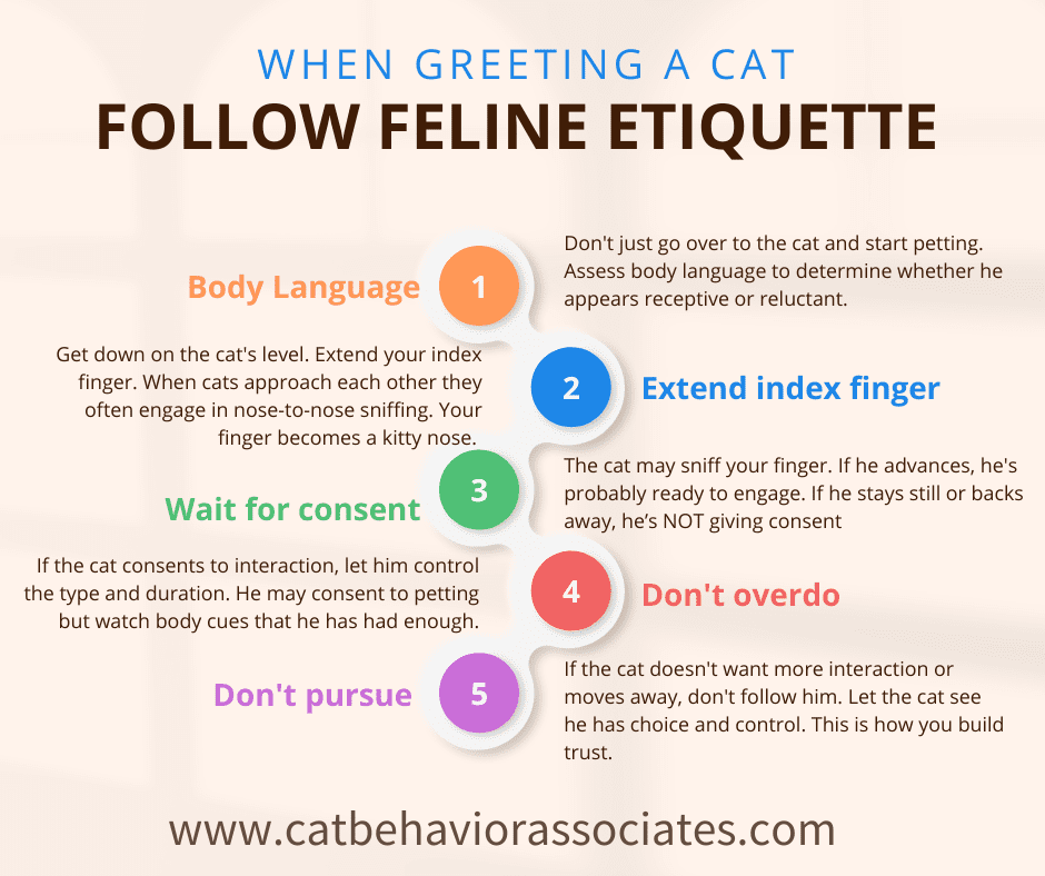 The best way to approach and greet a cat