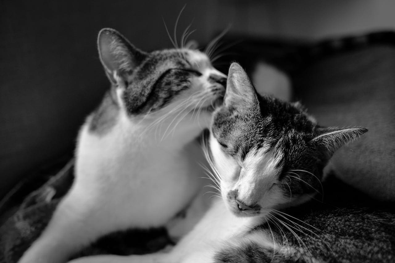 How Cats Show Affection | A Feline Perspective