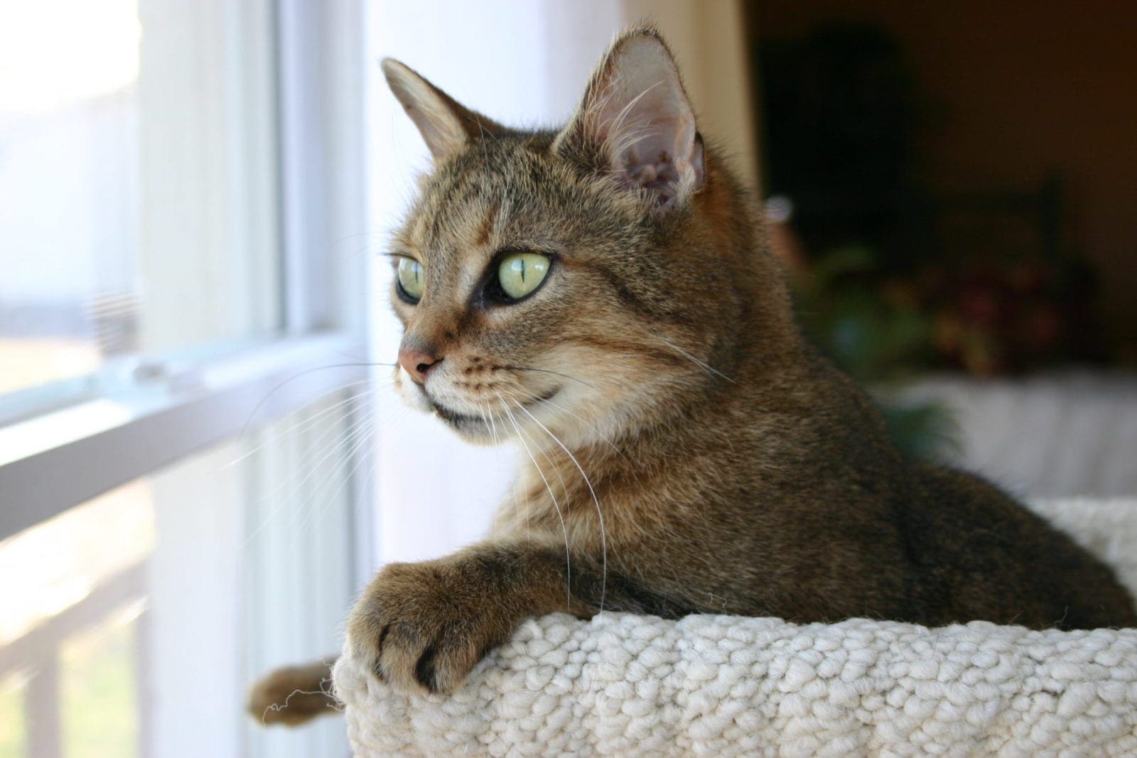 Choosing a Cat Perch | Comfort, Security, Fun for Kitty