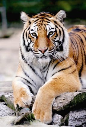 tiger | Problem Solving & Advice by Pam Johnson-Bennett