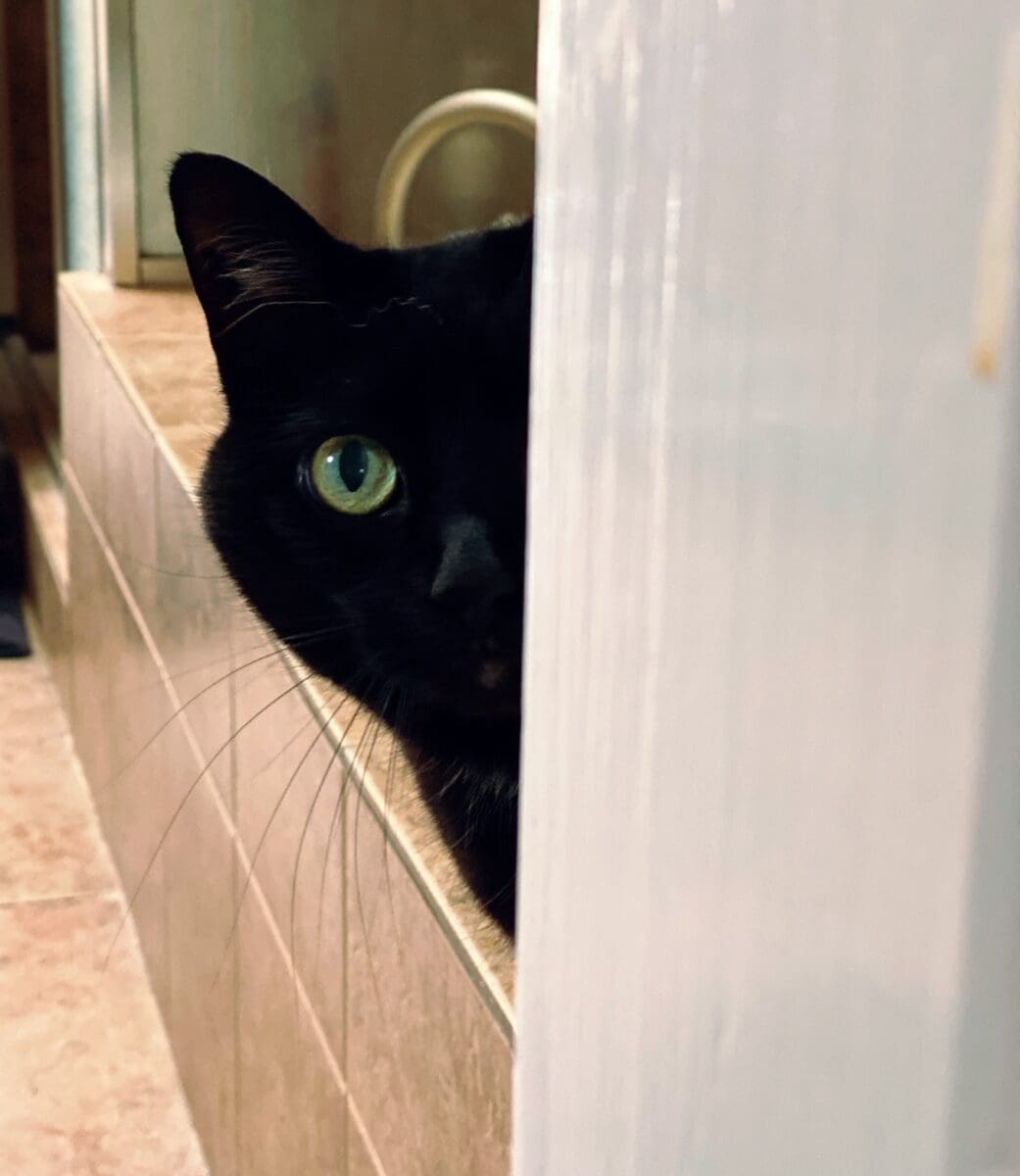 Think Like a Cat:Reintroduction Method | Pam Johnson-Bennett