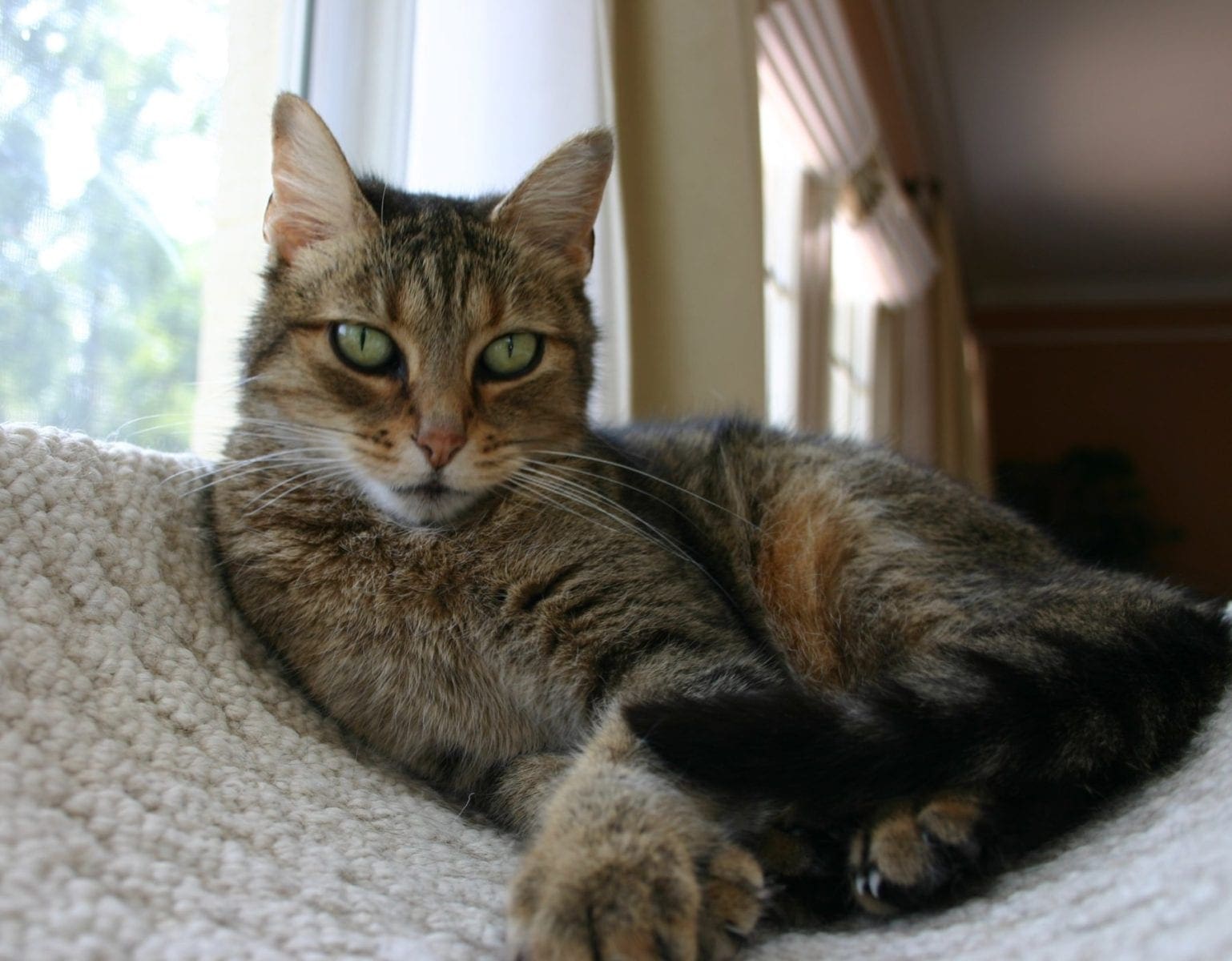 8 Reasons Why Cats Love Elevated Perches