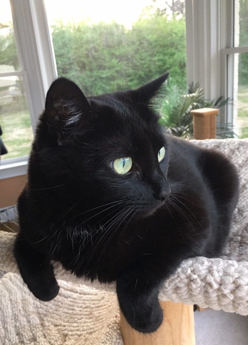 Choosing a Cat Perch | Comfort, Security, Fun for Kitty