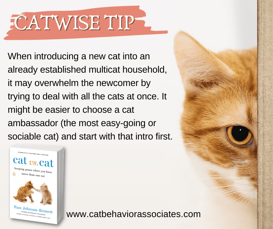 10 Tips for a Happy, Healthy Cat