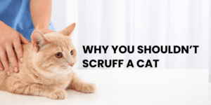 Why You Shouldn't Scruff a Cat - Cat Behavior Associates